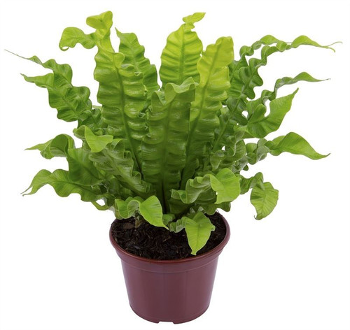 Asplenium Crispy Wave | Izabela Plantas