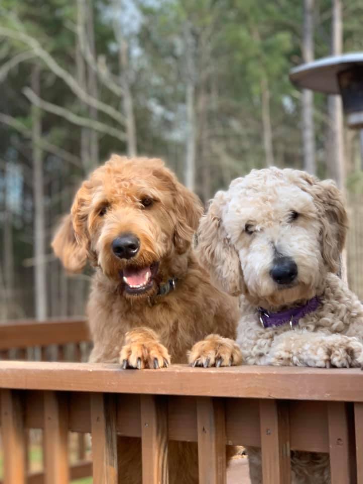 Mobile Pet Grooming | The Puppy Barber | United States