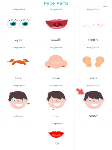 Chapter 4: Face parts | English