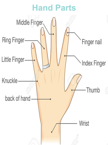 Chapter 3: Hand parts | English