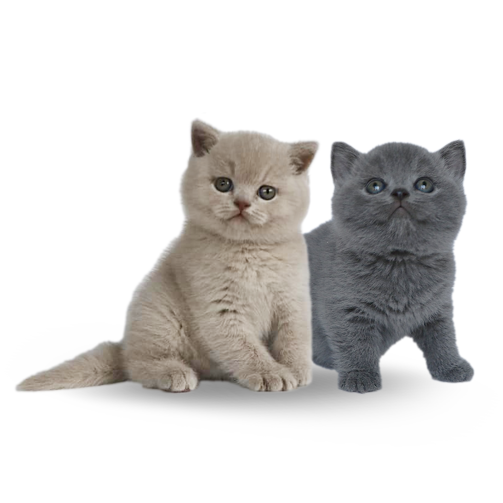 Kittens | Cattery Rinacci