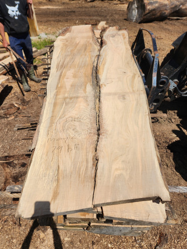 Maple 17 - GM160 | TheWoodShoppe