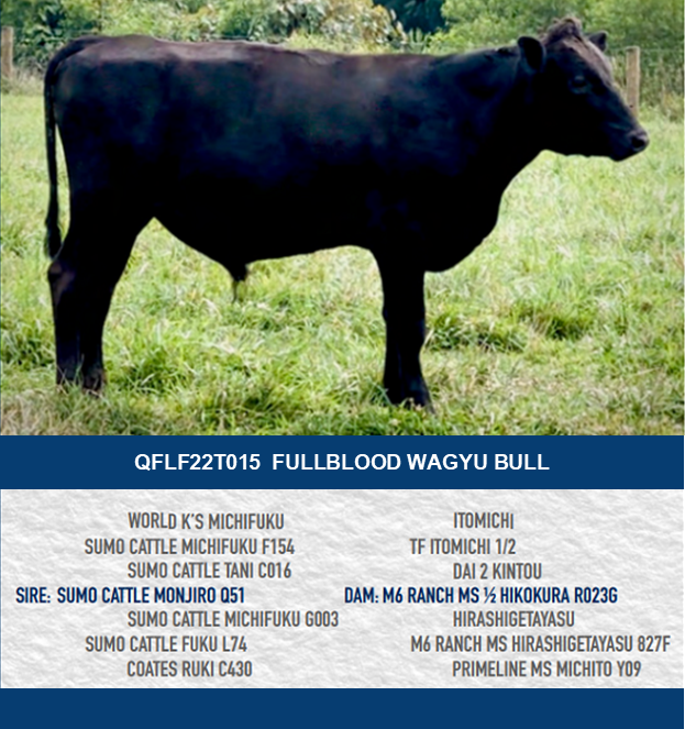 QF015 HIKOKURA MONJIRO | Quillen Farms Wagyu