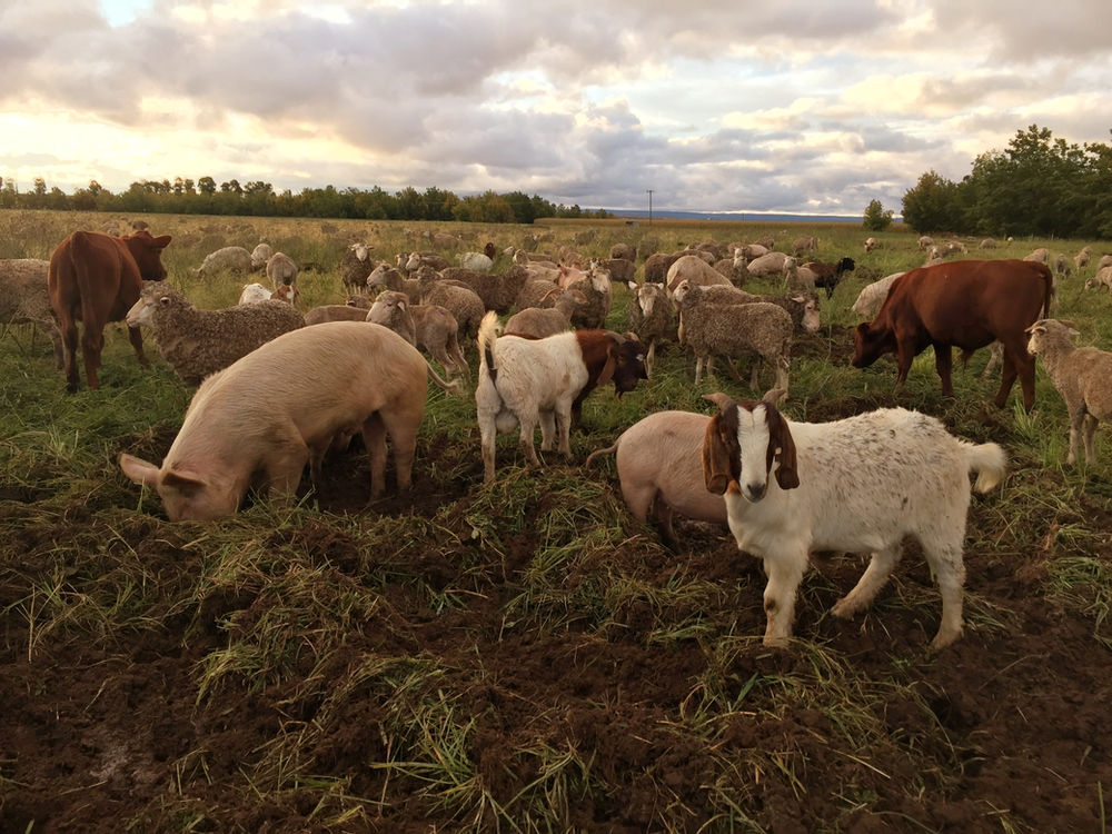 Multispecies grazing