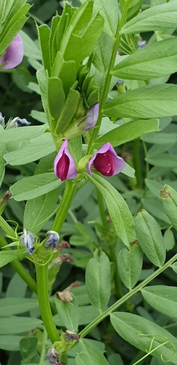 Common Vetch | AGT Cover Crops & Forages
