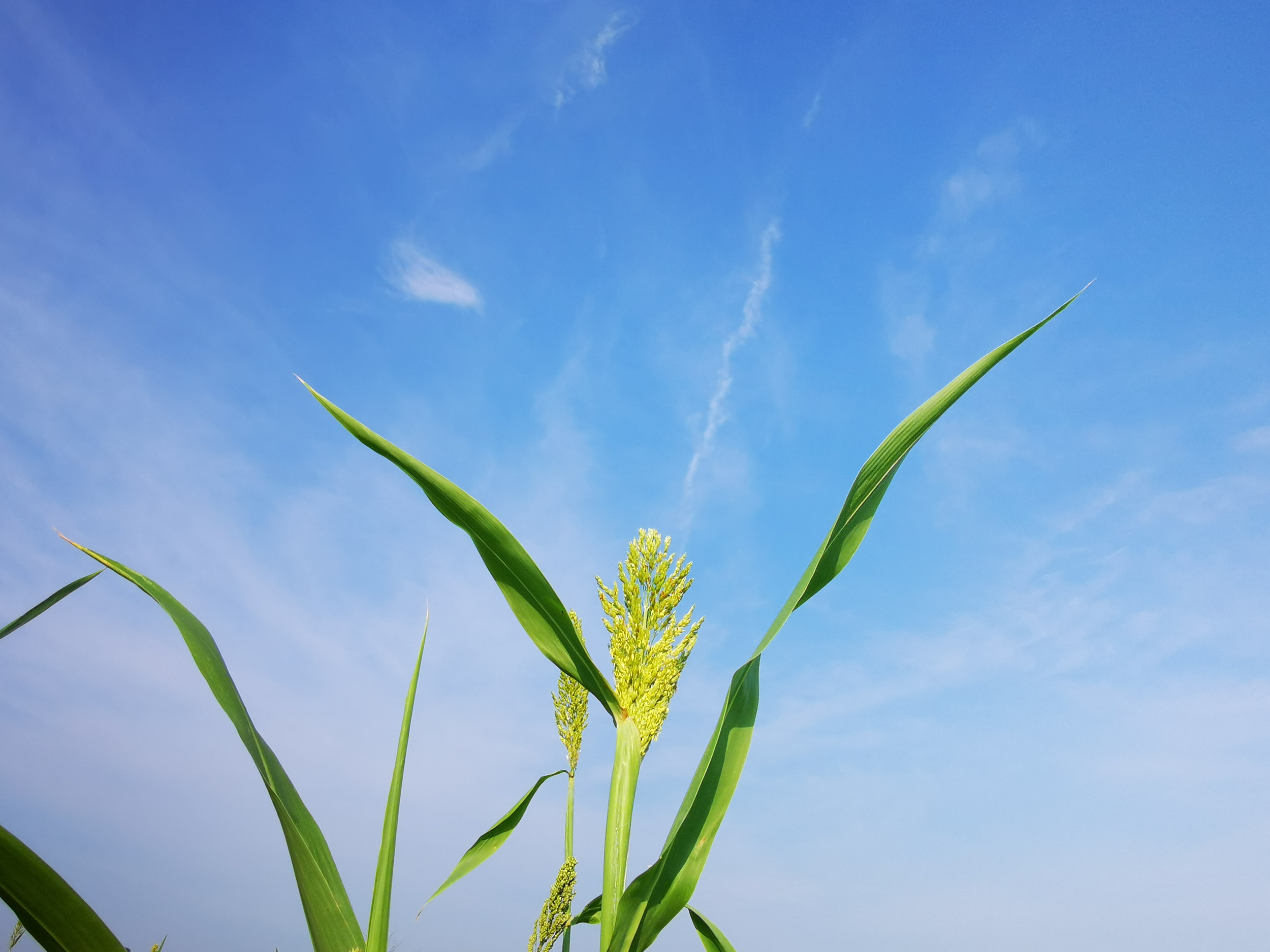 Forage Sorghum | AGT Cover Crops & Forages