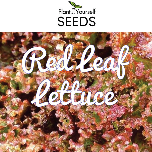 SEEDS Red Leaf Lettuce (8g) | maizestar