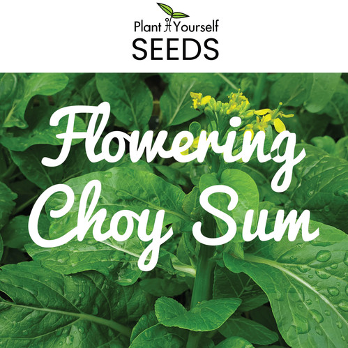 SEEDS Flowering Choy Sum (170g) | maizestar