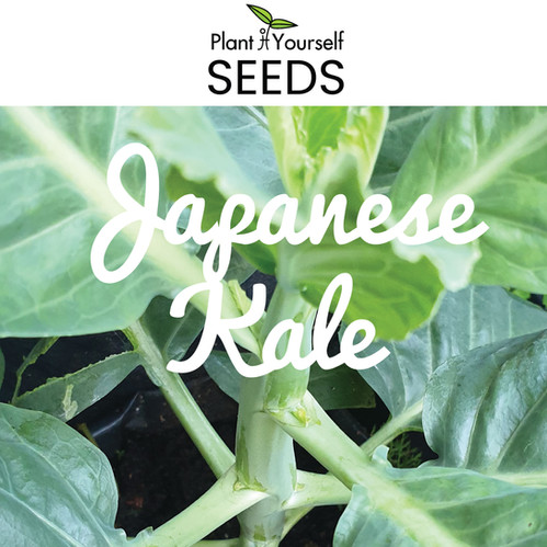 SEEDS Japanese Kale (8g) | maizestar