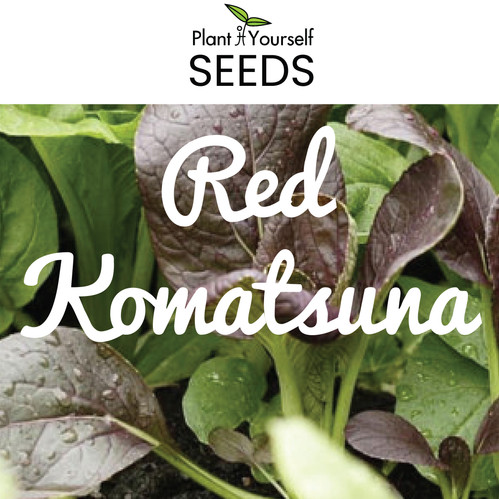 SEEDS Red Komatsuna (5.5g) | maizestar