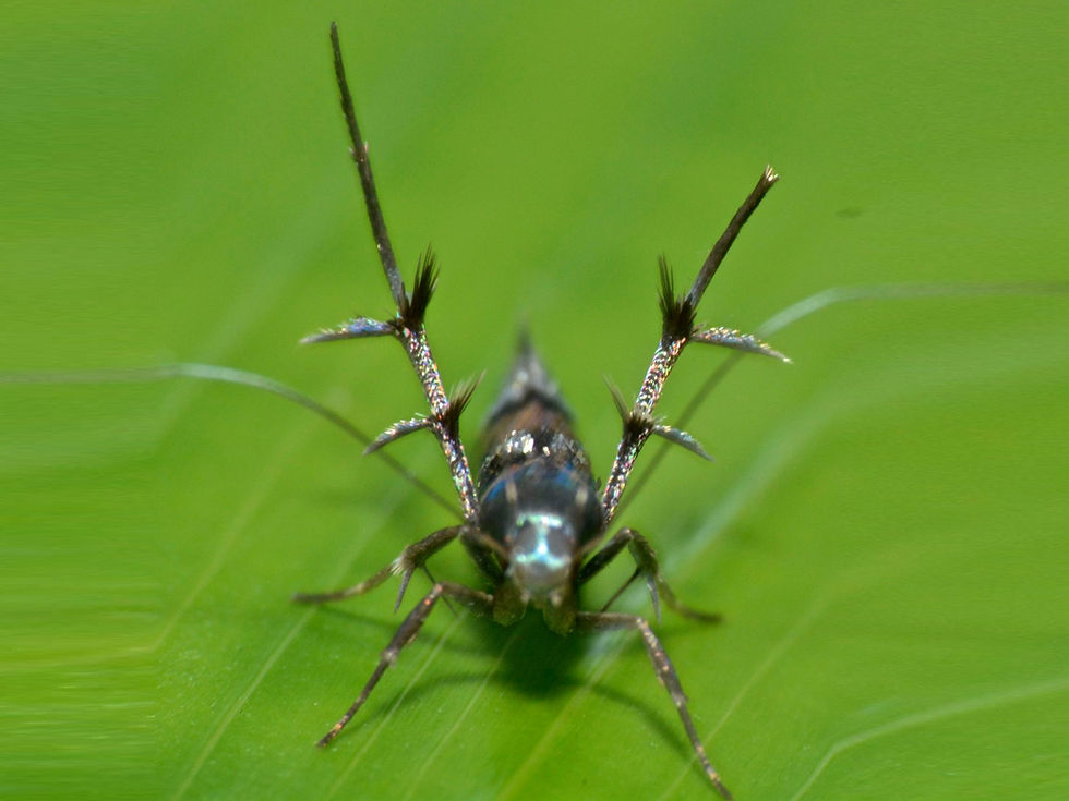 Gelechioidea in the Philippines