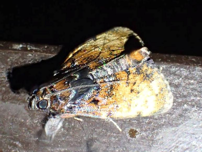PYRALIDAE (Pyralid Moths)