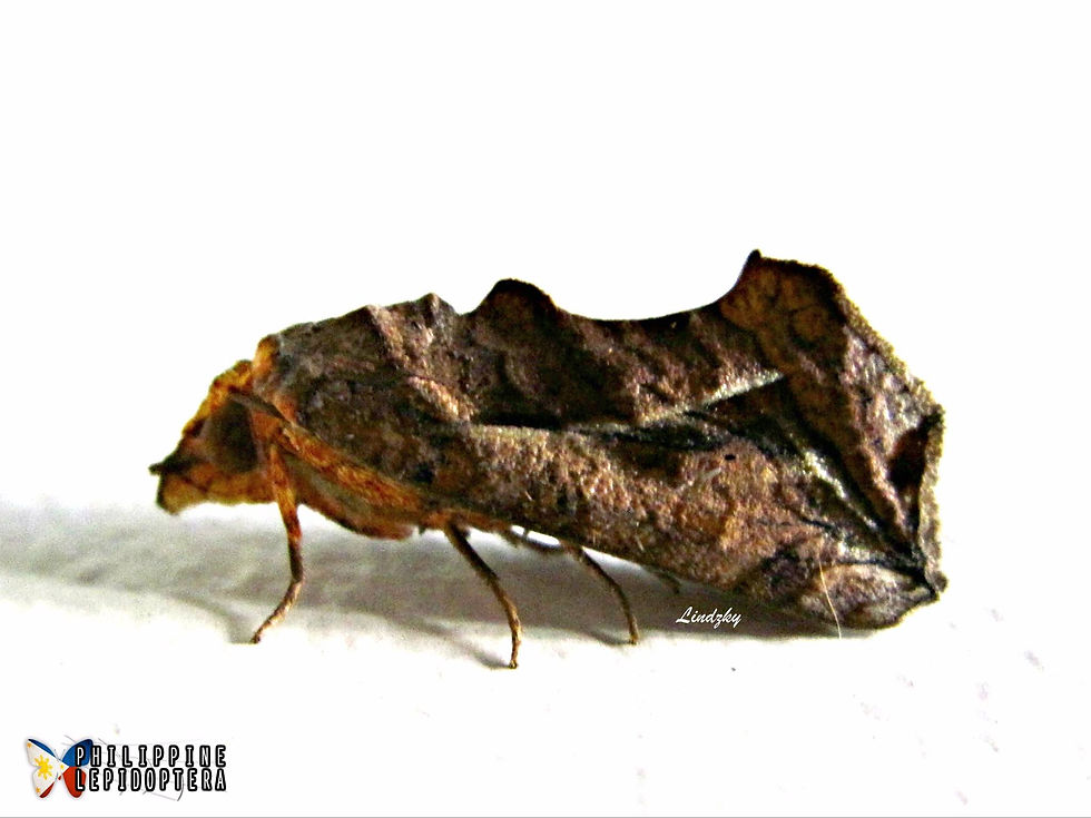 Calpinae (Fruit Piercing Moths)