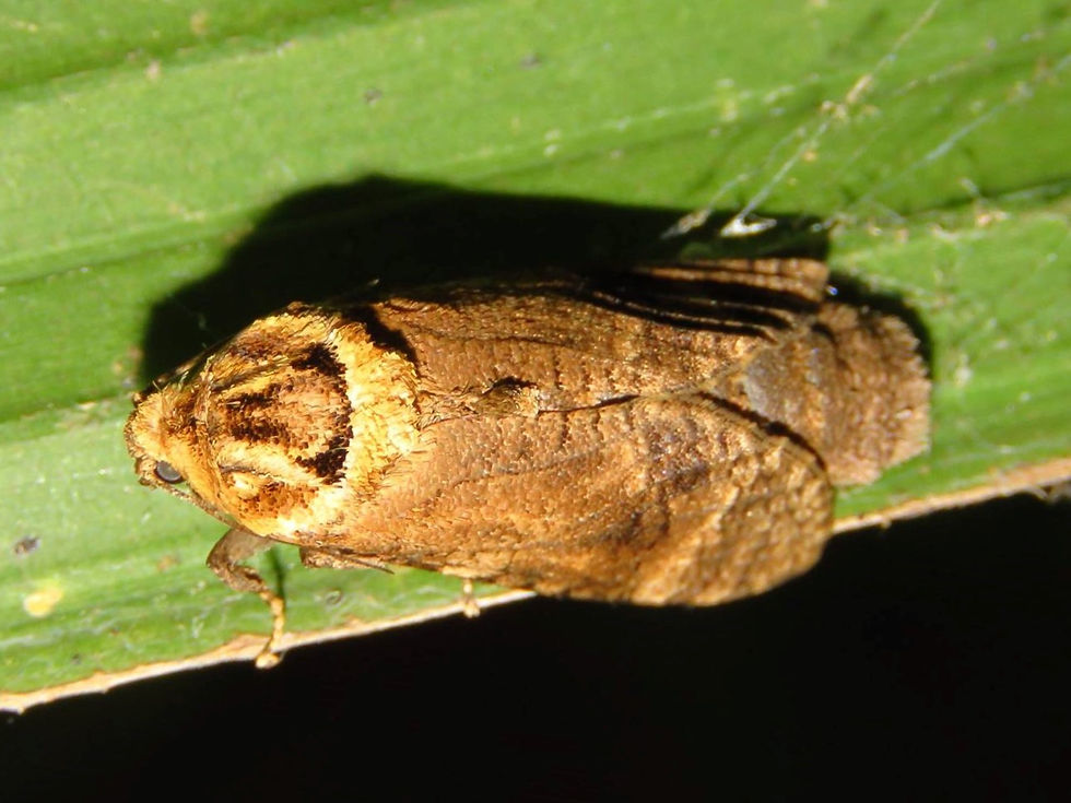 Cossidae in the Philippines