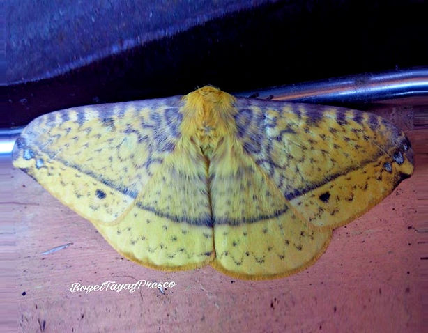 african monkey moth