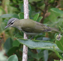 Birds of the Azores | Azores Wildlife