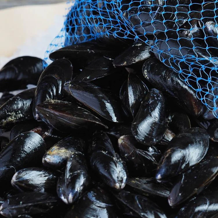 Mussels & Clams | Arctic Star Exports