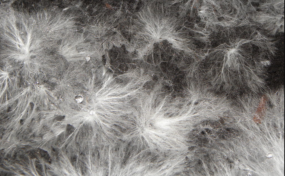 Fungi Fabrics: A look into the world of Mycelium and Textiles