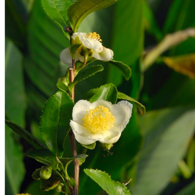 Tea Plant, Korean Tea | GrowingRootsTogether
