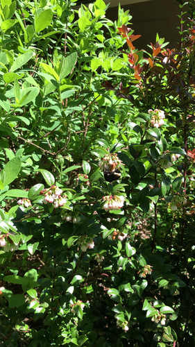 Evergreen Huckleberry | GrowingRootsTogether