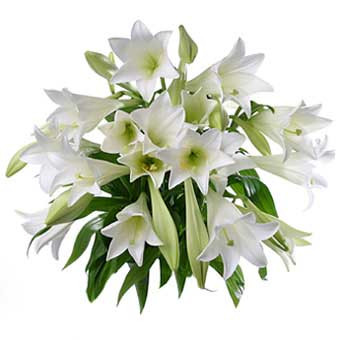 Christmas Lilies | CountryGardenFlowers