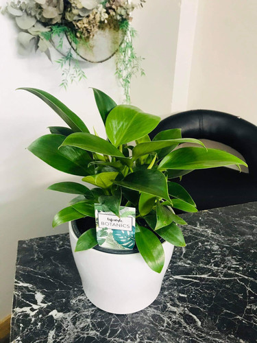 Philodendron Green Princess 14cm | CountryGardenFlowers