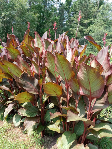 Musifolia Red Giant Canna Lily (3 Rhizomes) | Bamboo Cove Farm