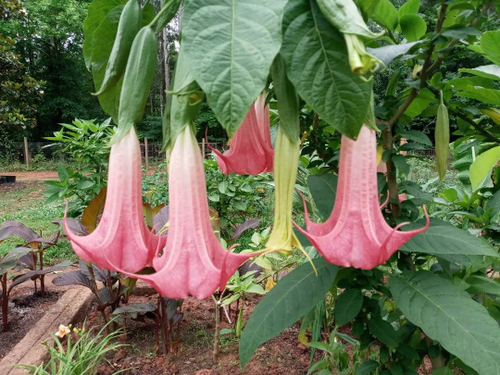 Painted Lady Angel Trumpet (Brugmansia) Plant | Bamboo Cove Farm