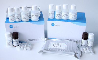 MTT-Cell Based Proliferation/Toxicity Assay Kit