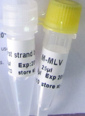 M-MLV Reverse Transcriptase（recombinant）