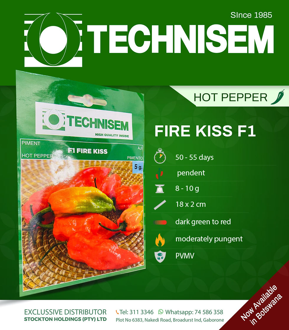Fire Kiss F1 One of the hottest hot peppers in the world.