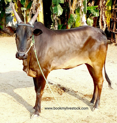 Kedari - 0 teeth | Bookmylivestock.com
