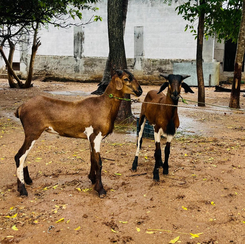 Ettayapuram sheep for sale | Bookmylivestock.com