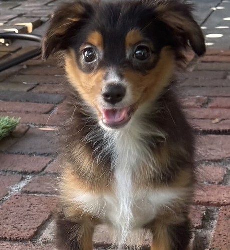 Mayor Quimby | NTX Aussie Rescue