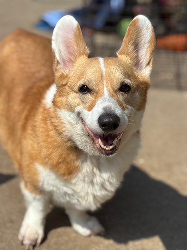 Allie P | NTX Aussie Rescue