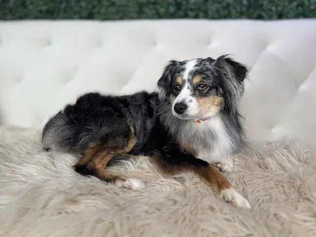 ALL DOGS | NTX Aussie Rescue