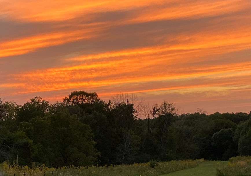 elysian fields vineyard