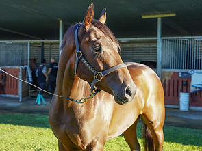 Available Horses | Viva Racing