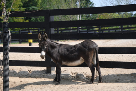 MEET OUR MINIS | R&R Ranch Minis