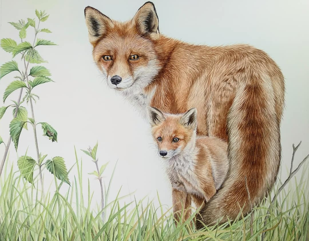 Fox Cub Coloured Pencil Workshop | Little Robin Art