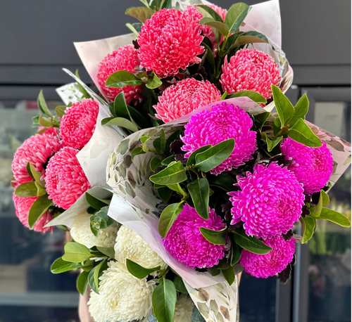 Chrysanthmum disbuds | Mel Garden