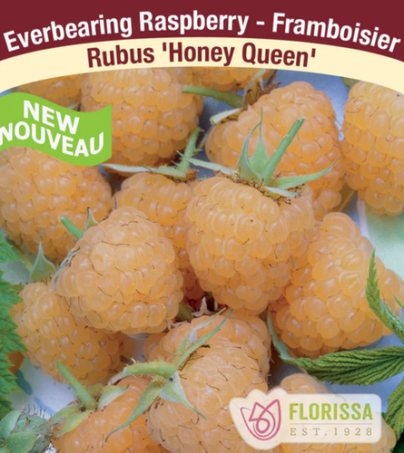 Raspberry, Honey Queen | Hotchkissflowerfarm