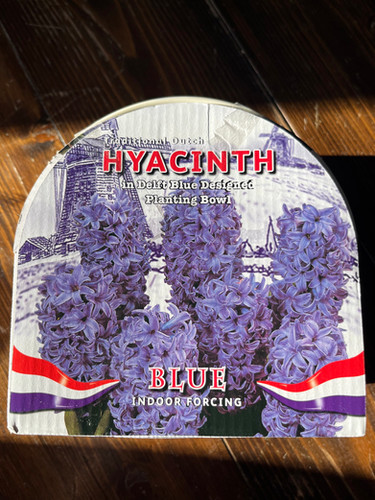 Indoor Growing Kit, Blue Hyacinth | Hotchkissflowerfarm