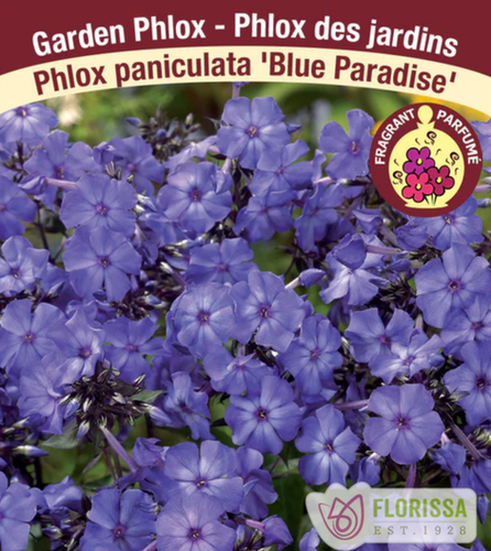 Blue Paradise Phlox | Hotchkissflowerfarm