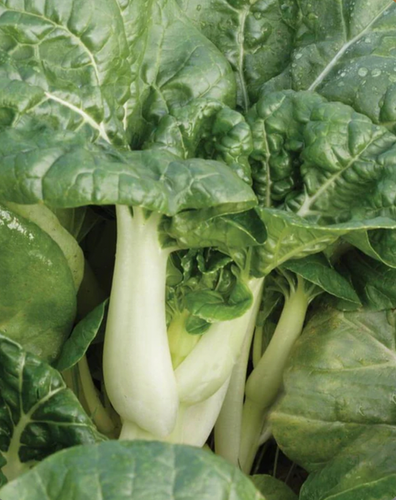 Toy Choy, Pac Choi | Hotchkissflowerfarm