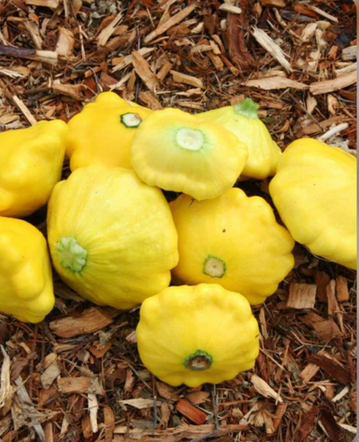 Sunburst, Pattypan Summer Squash Seed | Hotchkissflowerfarm