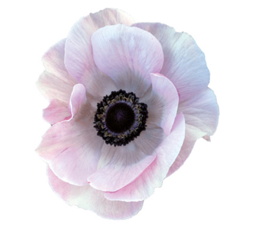 Italian Anemone, Mistral Rarity Plus | Hotchkissflowerfarm