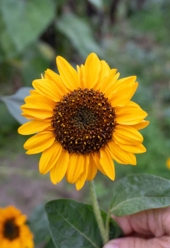 Sonja, Sunflower Seed | Hotchkissflowerfarm