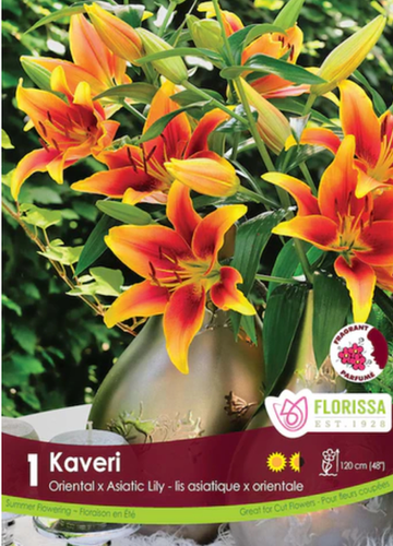 Kaveri, Oriental x Asiatic Lily | Hotchkissflowerfarm