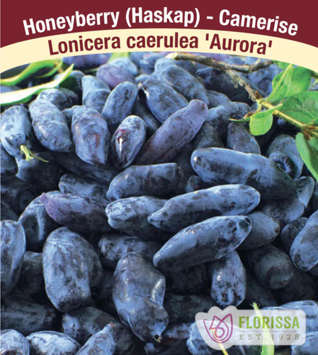 Set of 2 plants, 1 Haskap Borealis & 1 Berry Blue | Hotchkissflowerfarm